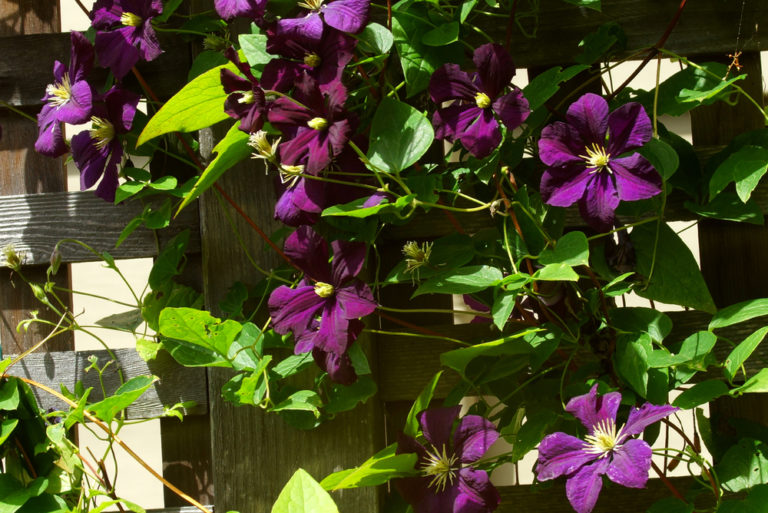 Clematis befestigen - So binden Sie die Waldrebe richtig fest