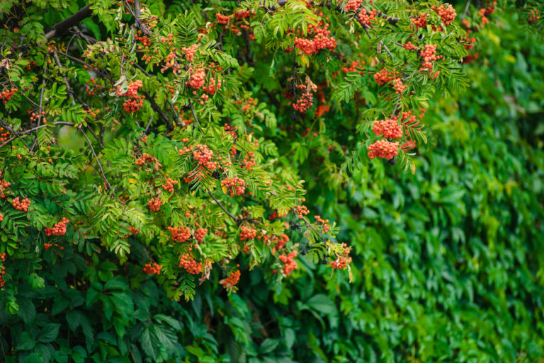 Eberesche - Arten und Vorkommen des Vogelbeerbaums