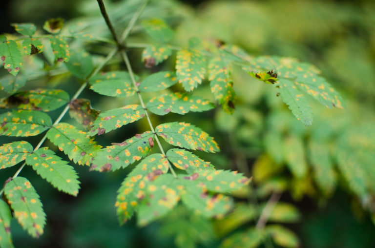 Rowan Tree Diseases: Common Pests and Problems