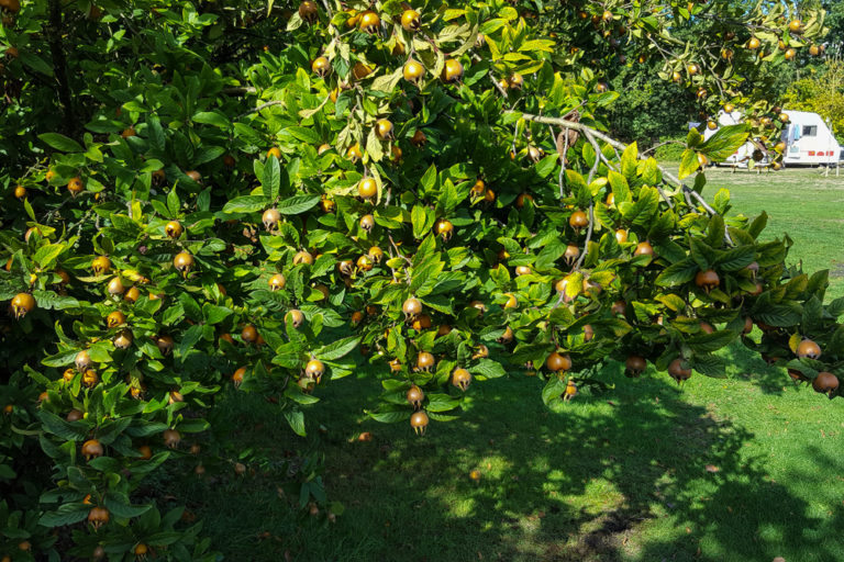 How to Prune Medlar Trees: Best Time and Techniques