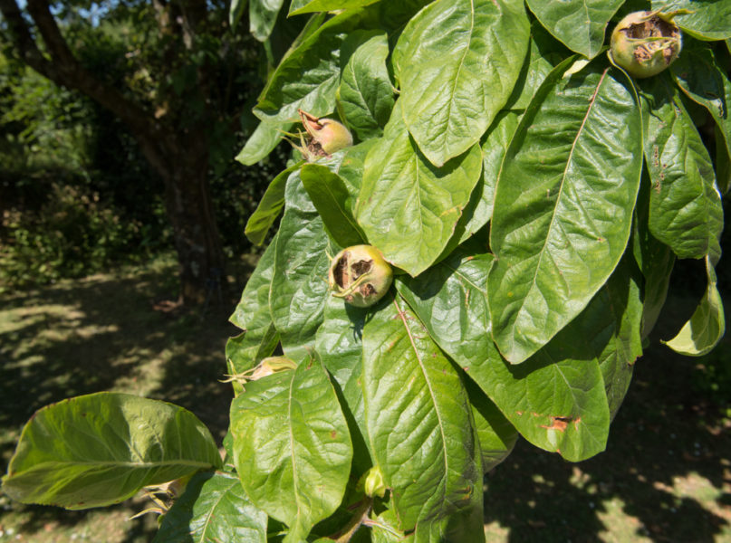 Mispel - Wie winterhart ist das Wildobst?