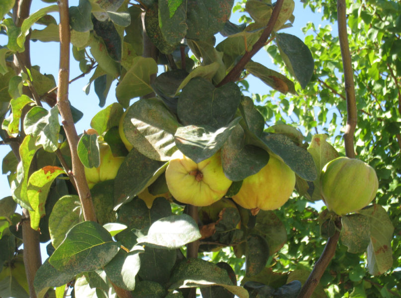 Quitte ist ein sehr gesundes Obst - Diese positiven Eigenschaften hat sie