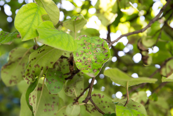 Heidelbeeren Krankheiten Bilder