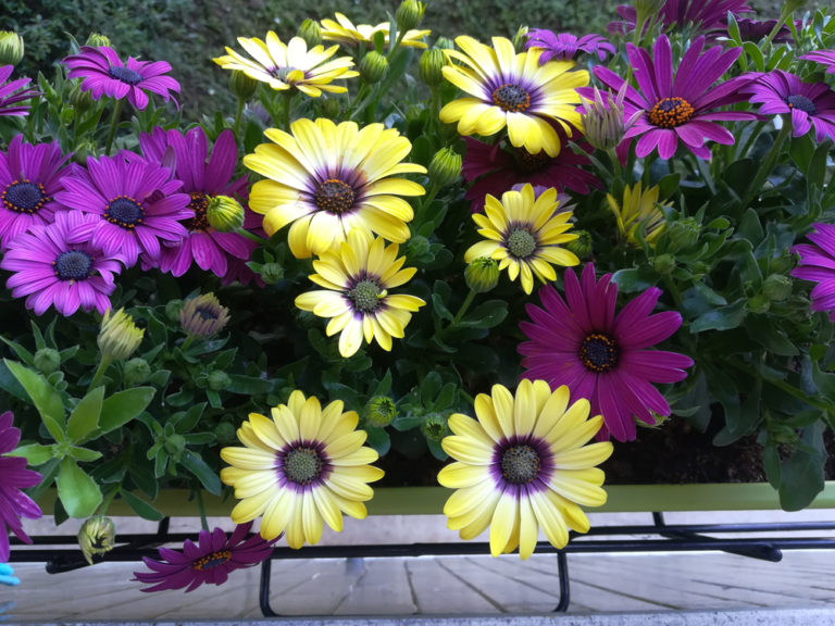 Why Is My Potted Gerbera Daisy Wilting? Tips & Fixes
