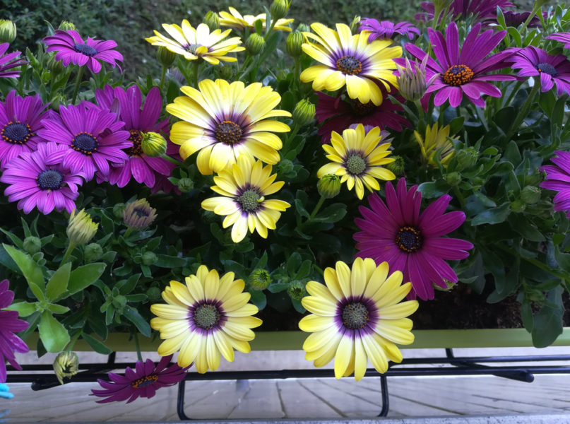 Why Is My Potted Gerbera Daisy Wilting? Tips & Fixes