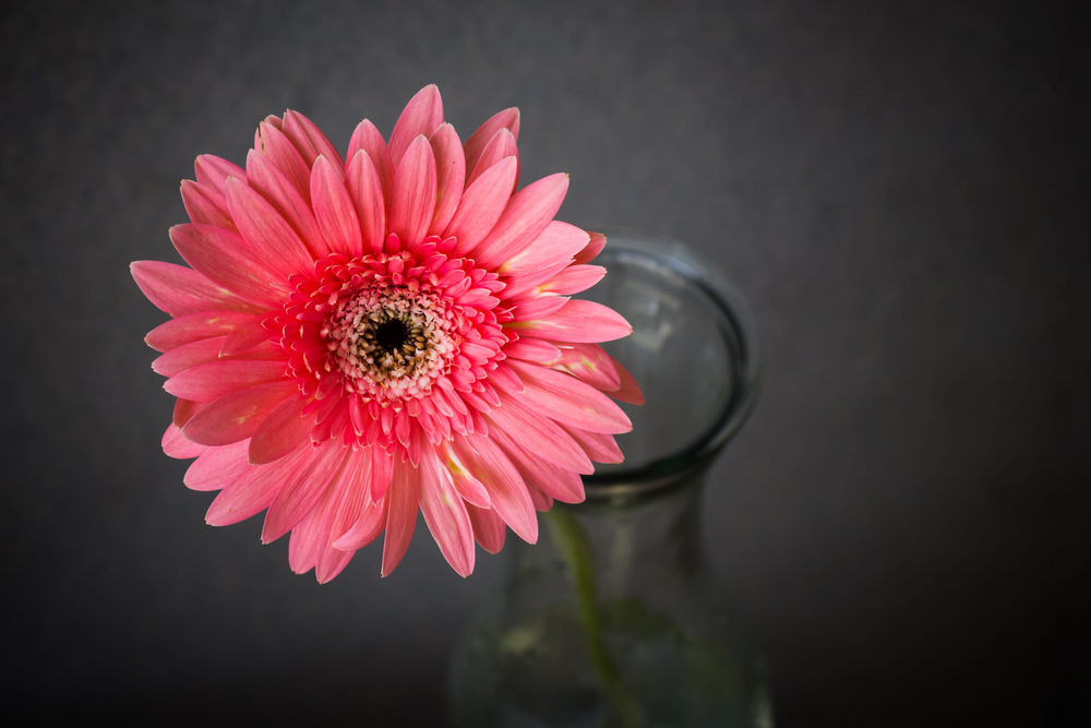 Gerbera im Garten kultivieren - Das braucht die Pflanze