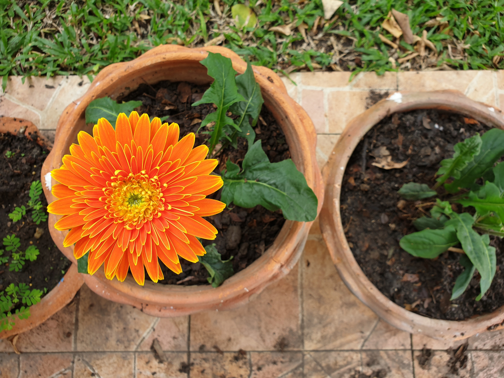 Gerbera vermehren - So ziehen Sie neue Pflanzen