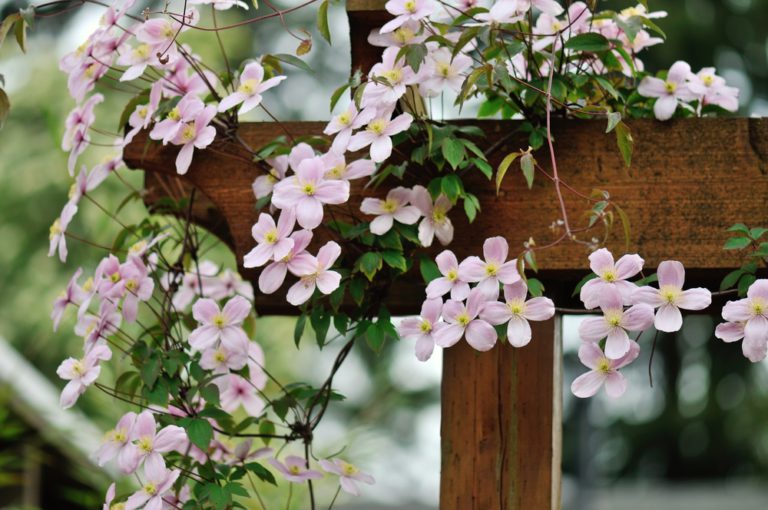 Rankhilfe für Clematis - Diese Kletterhilfen mag die Waldrebe