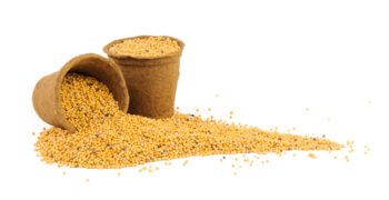 Senf säen - So gelingt die Aussaat garantiert