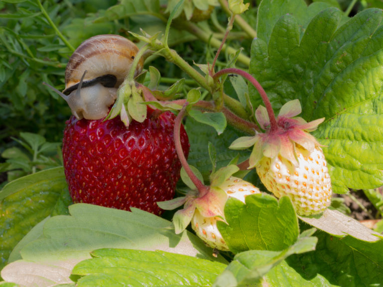 Fressen Schnecken Erdbeeren