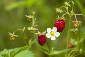 Waldbeeren pflanzen - Sortenauswahl, Pflanztipps und mehr