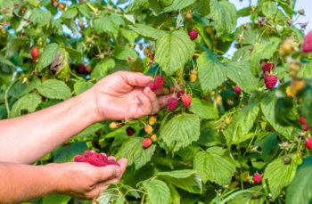 Himbeere anbinden - So geben Sie den süßen Beeren Halt