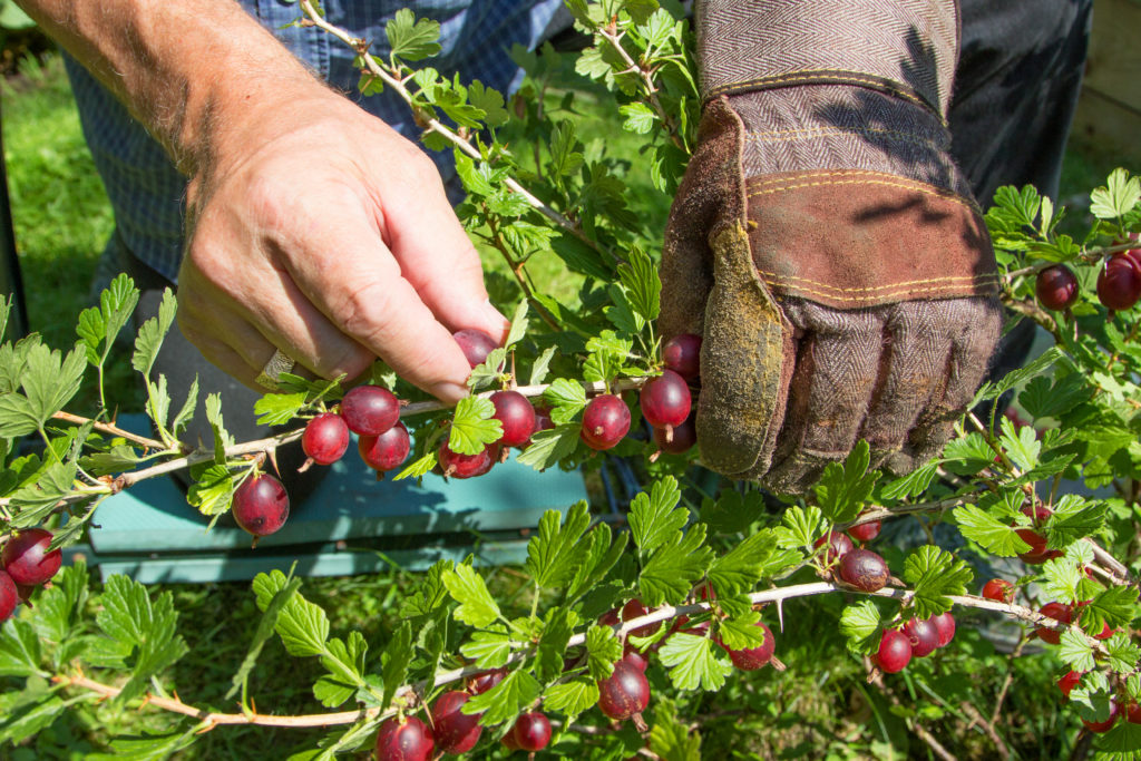 Stachelbeeren putzen - So säubern Sie die Beeren