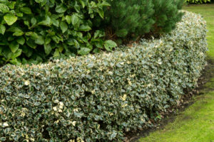 Liguster Hecke - Die besten Tipps