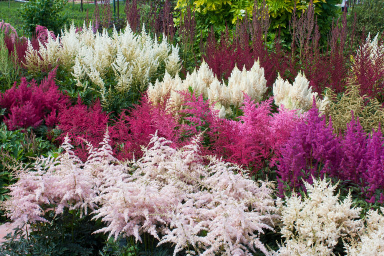 Astilbe Bloom Times: A Guide to Flowering Seasons