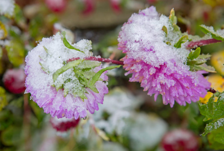 Are China Asters Hardy? Winter Care & Growing Guide