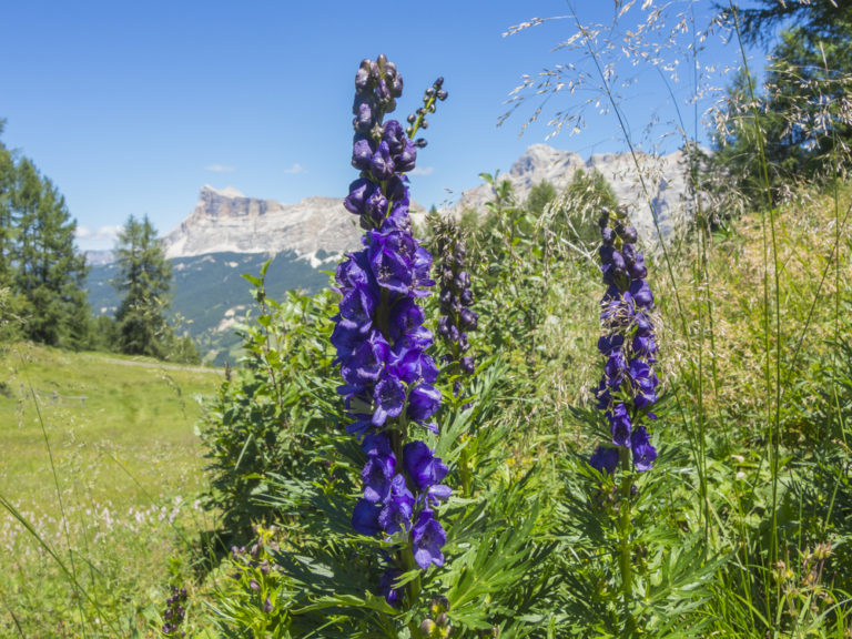 Blauer Eisenhut Verwechslung