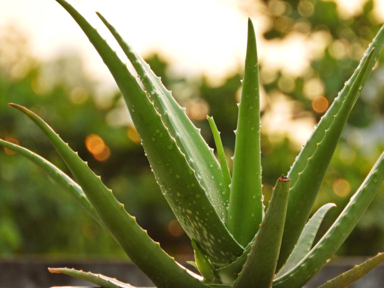 Where Does Aloe Vera Come From? Origin & History