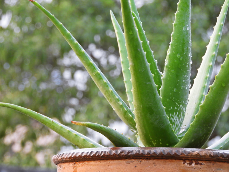 Aloe Vera Draussen Temperatur