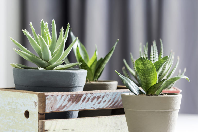 Aloe Vera - Eignet sich diese Pflanze auch für draußen?