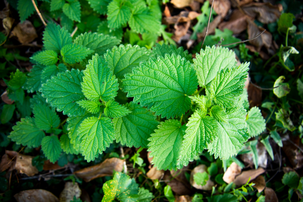 Brennessel ernten - An diesen Orten wächst die Pflanze gerne
