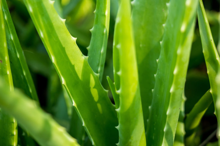 Echte Aloe Vera erkennen - Diese Merkmale sind typisch