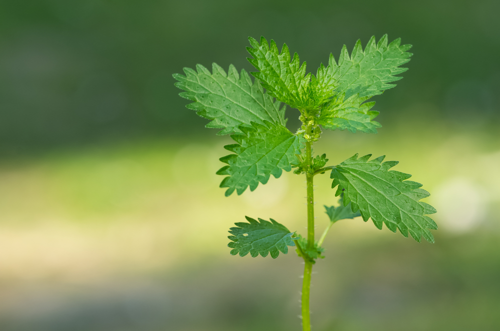 Brennnessel - Wann beginnt eigentlich die Blütezeit?