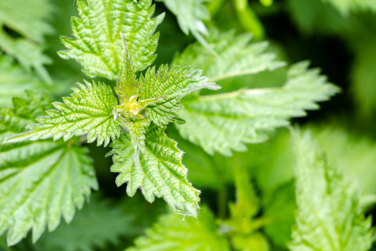 Brennnessel - In diesem Steckbrief erfahren Sie alles zur Heilpflanze