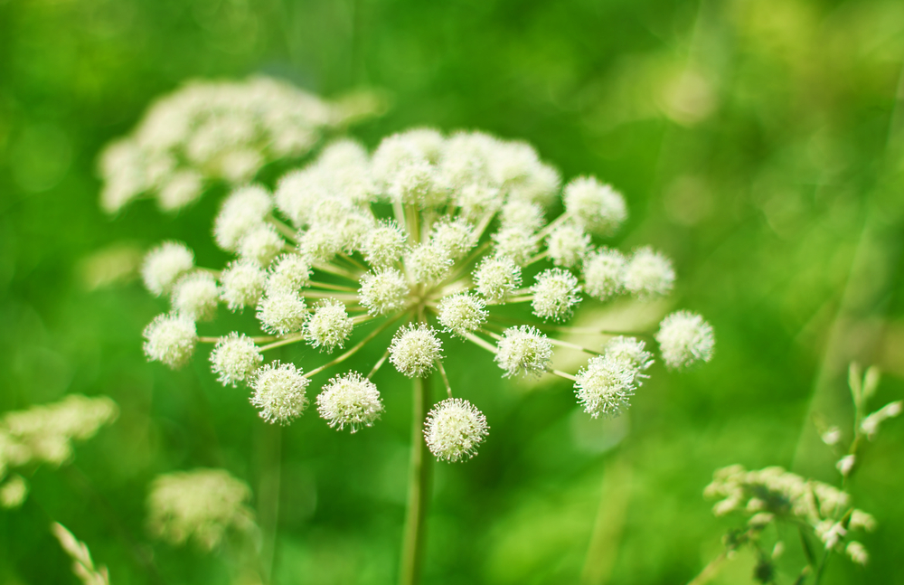 Angelica Root Scent: Typical Fragrance Profiles