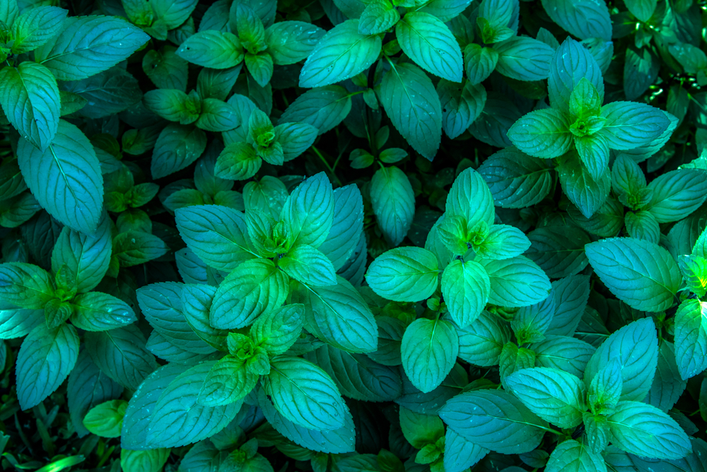 Minze - In diesem Steckbrief erfahren Sie alles über die Heilpflanze
