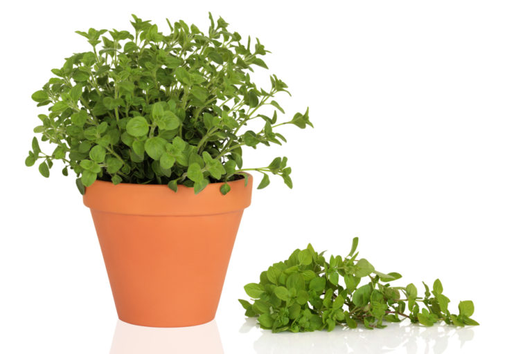 How to Grow Oregano in Pots: A Complete Care Guide