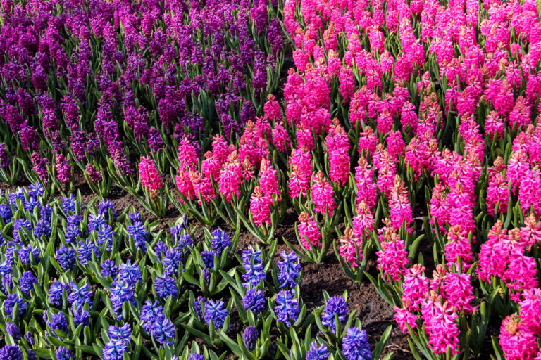 Hyazinthe - Ist die Pflanze winterhart und verträgt Frost?