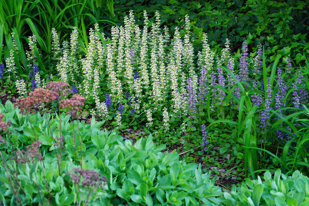 Kriechender Günsel - So finden Sie den richtigen Standort