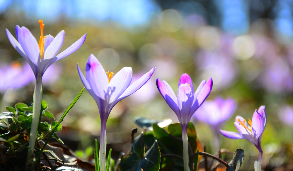 Krokus - Wenn Sie die Blüten sehen beginnt der Frühling