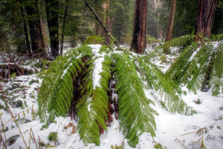 Farn - Das ist der typische Aufbau von dieser Pflanze