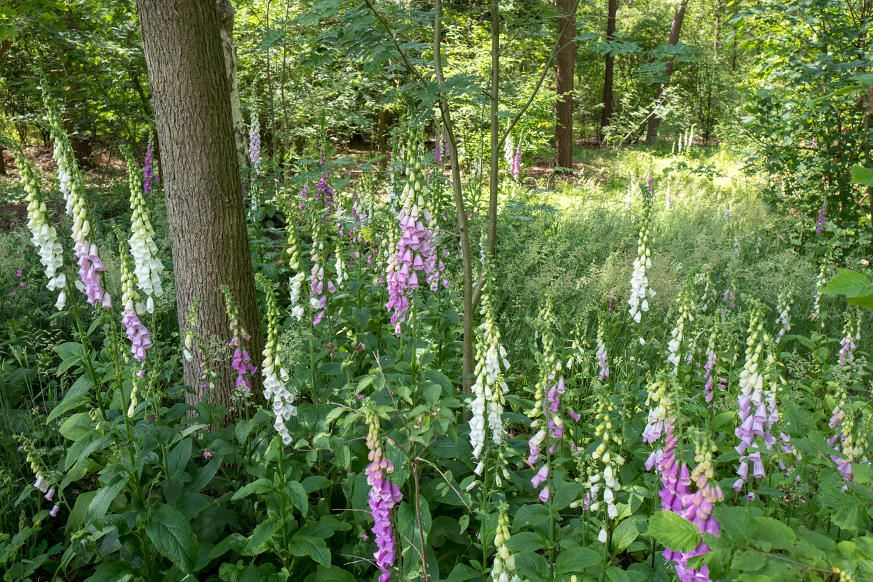 Fingerhut schneiden » Zur Pflege und als Schnittblume