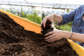 Kokosnusspalme - Die beste Erde wählen oder selber mischen
