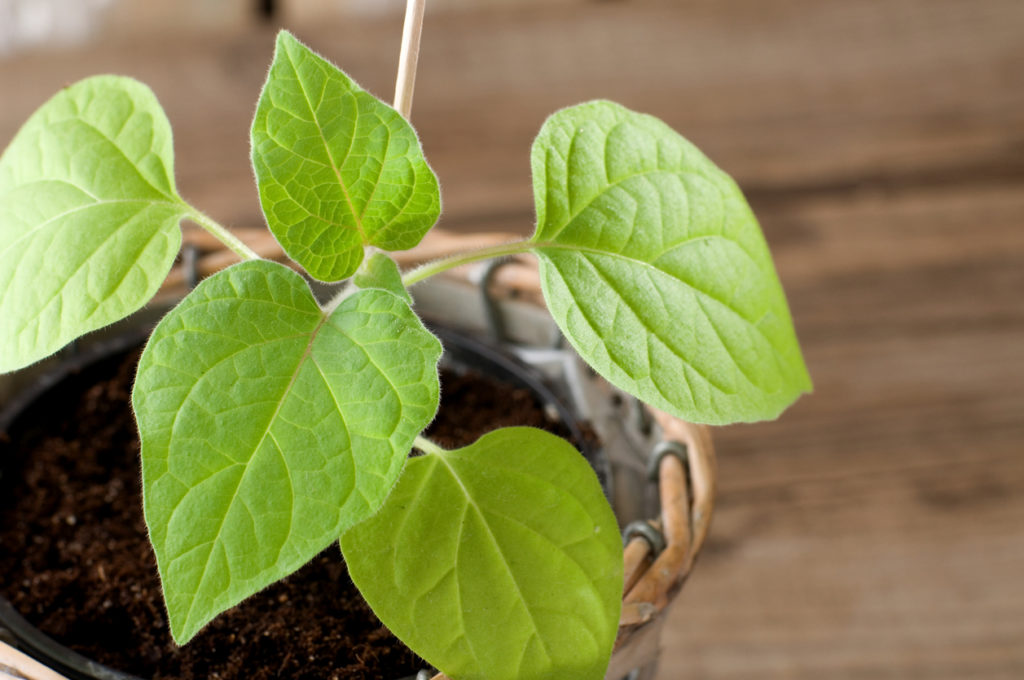 How to Grow Physalis from Seed: A Step-by-Step Guide