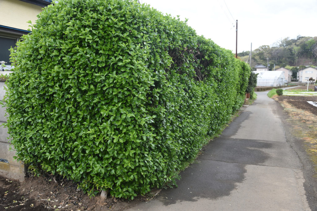 Glanzmispel als Hecke - Tipps zum Erfolg