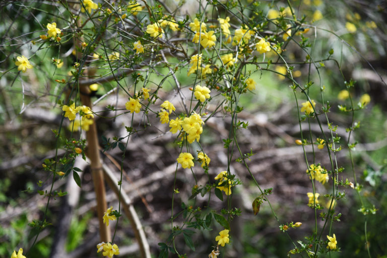 Fabelhafte Winterjasmin Im Kã¼bel Bild