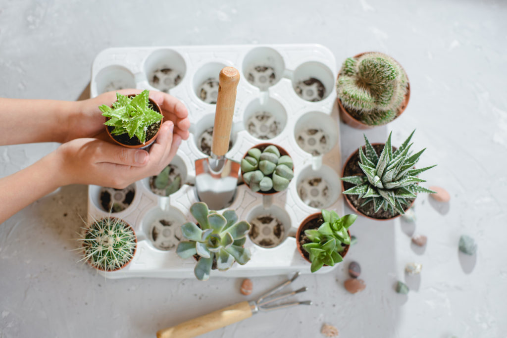 Common Agave Diseases: Identification and Treatment Guide