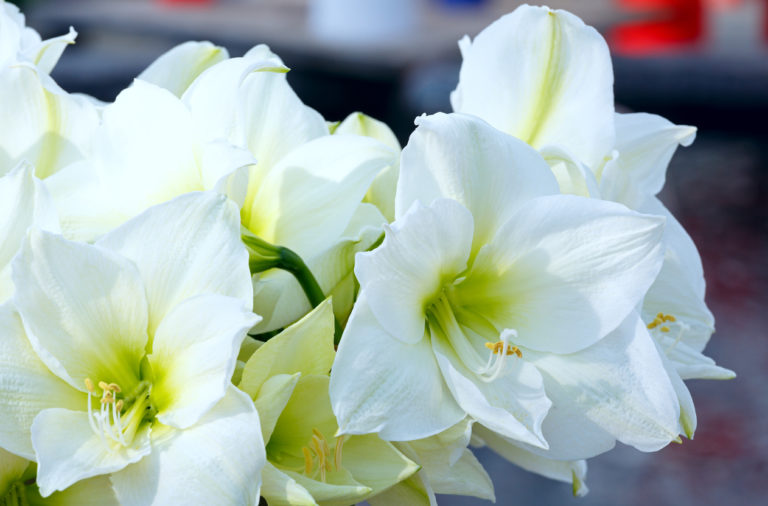 Blütezeit der Amaryllis - Wann beginnt und endet diese Phase?