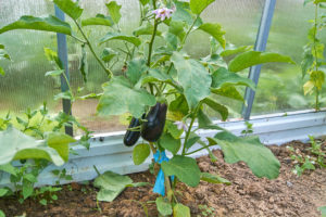 Aubergine lagern - So bleiben die Früchte lange frisch