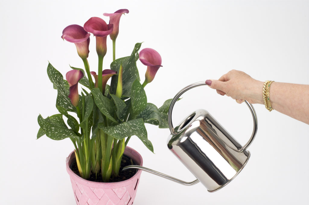 Are Calla Lilies Winter Hardy? Winter Care Tips