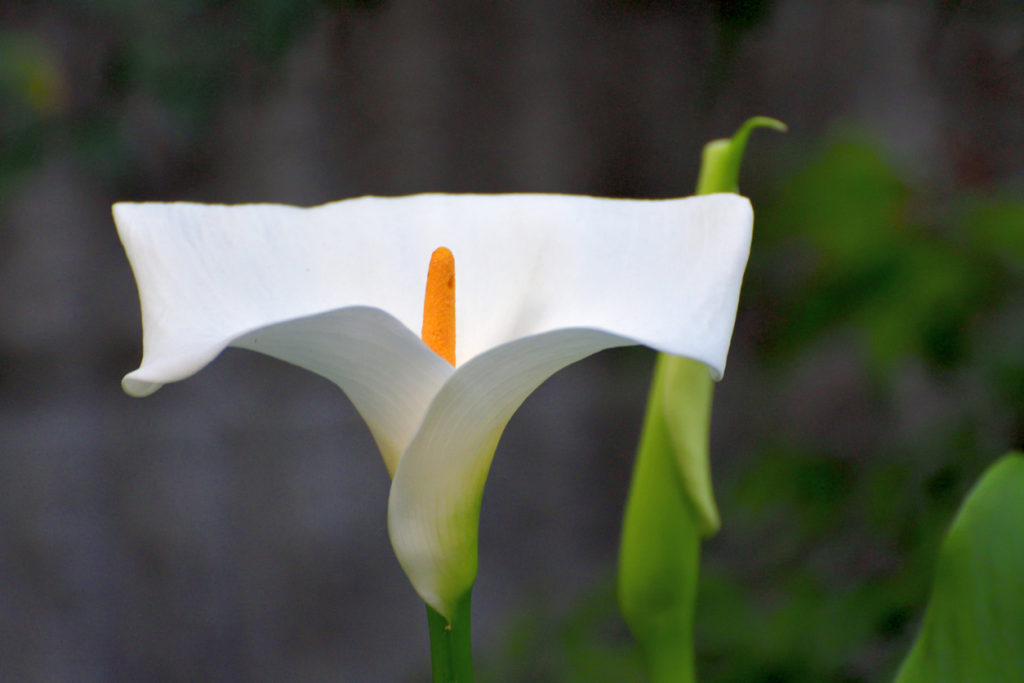 Calla vermehren - Diese beiden Möglichkeiten kommen infrage