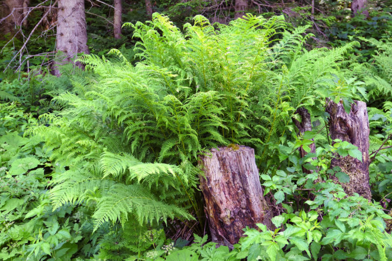 Farn - Wie funktioniert die Fortpflanzung bei dieser Pflanze?