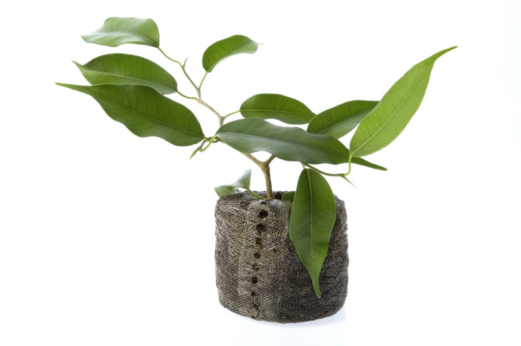 Ficus Benjamini - Manchmal bekommt er klebrige Blätter