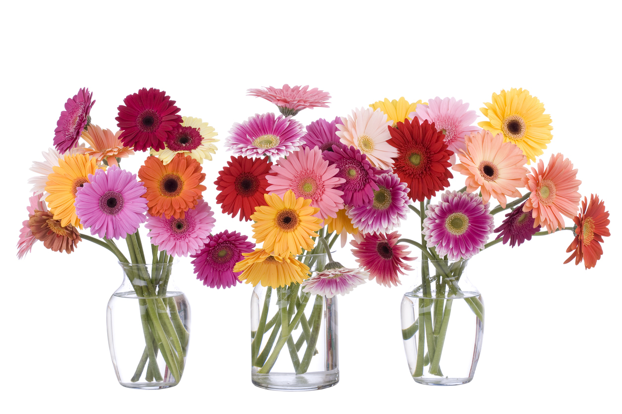 Gerbera im Topf - So pflegen Sie Ihre Pflanze richtig