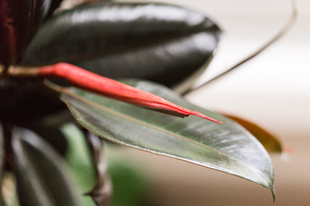 Do Rubber Trees Bloom? Flowering Facts & Tips
