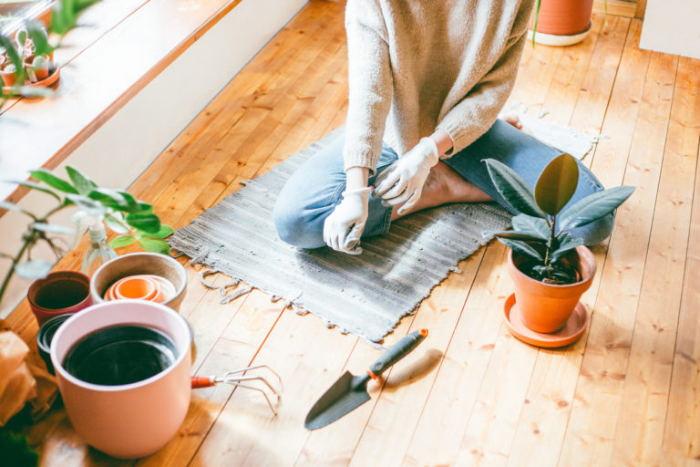 How to Fertilize Rubber Plants: Best Tips for Growth